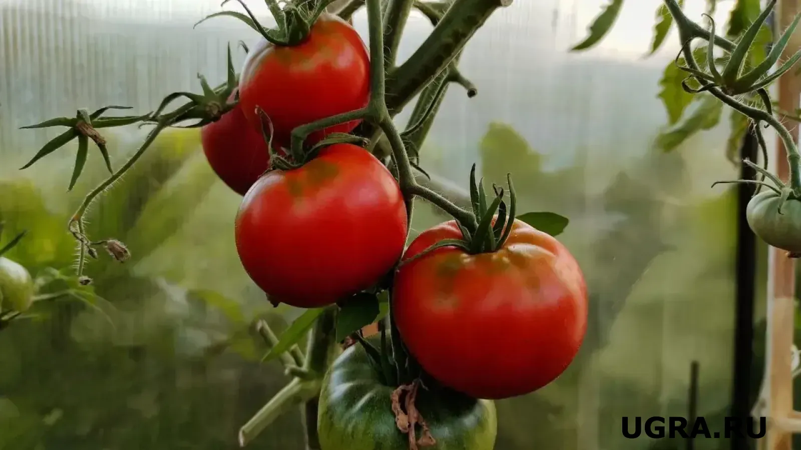 Томаты вмиг рванут в рост: Никогда не думала, что этот продукт может ...